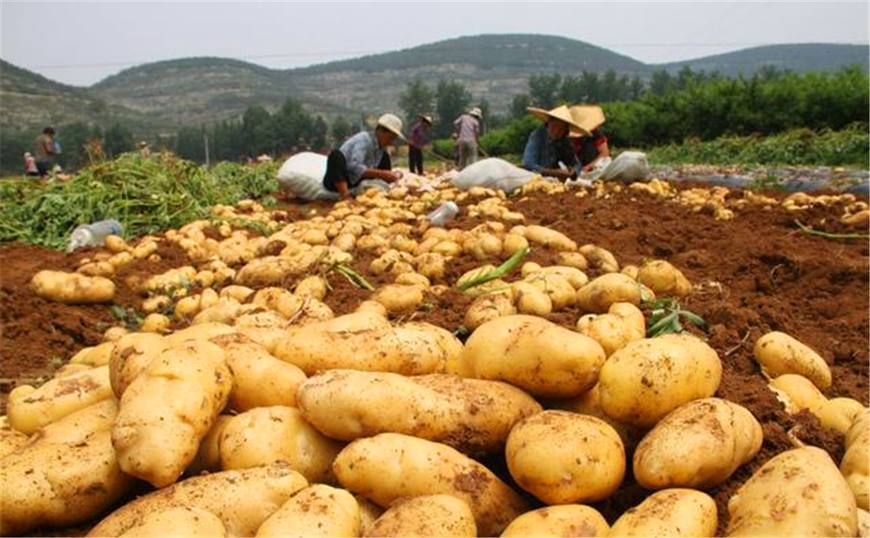 Do You Know the Top 5 Potato Producers in the World?
